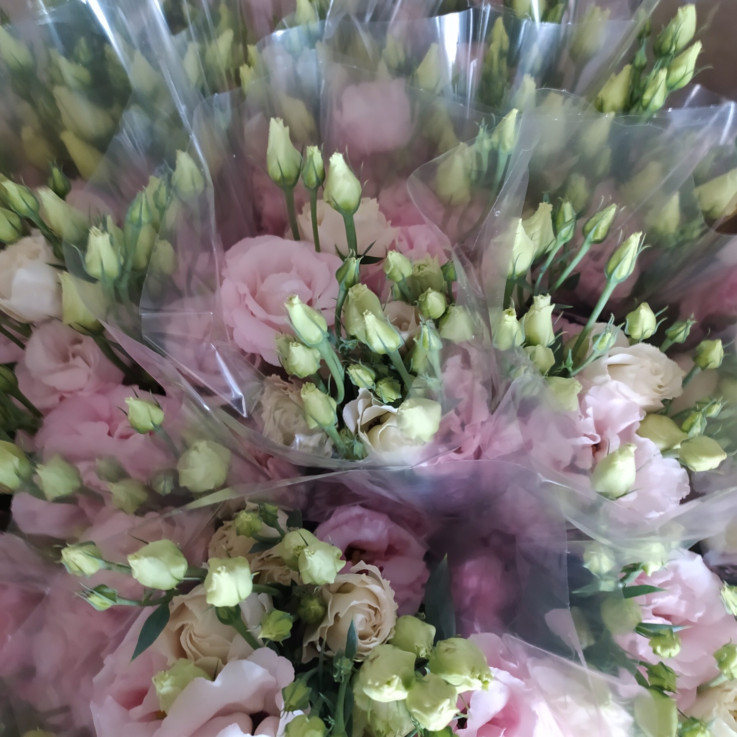 Lisianthus Rosa 70 cm *5 Tallos - JEMAFLOR