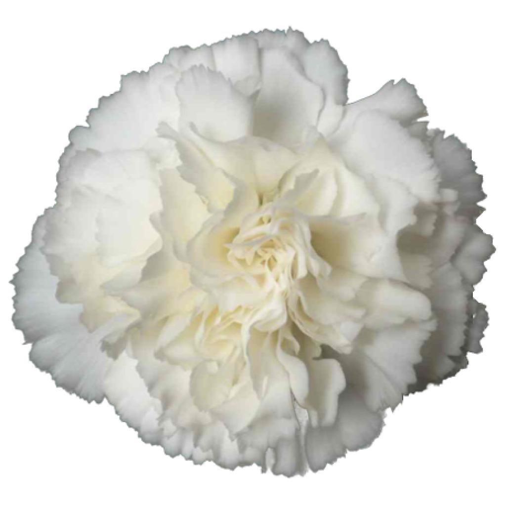 Clavel Colombiano Fancy Blanco (20 T) - Flores Frescas y Naturales ...