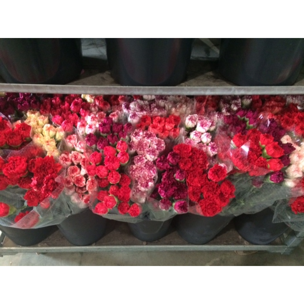 Clavel Nacional Pétalos (20 Tallos) - Flores Frescas y Naturales - JEMAFLOR