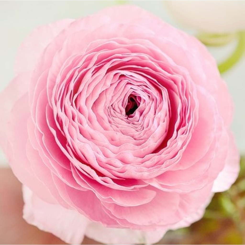 Ranunculus Rosa 40 cm *10 Tallos - JEMAFLOR